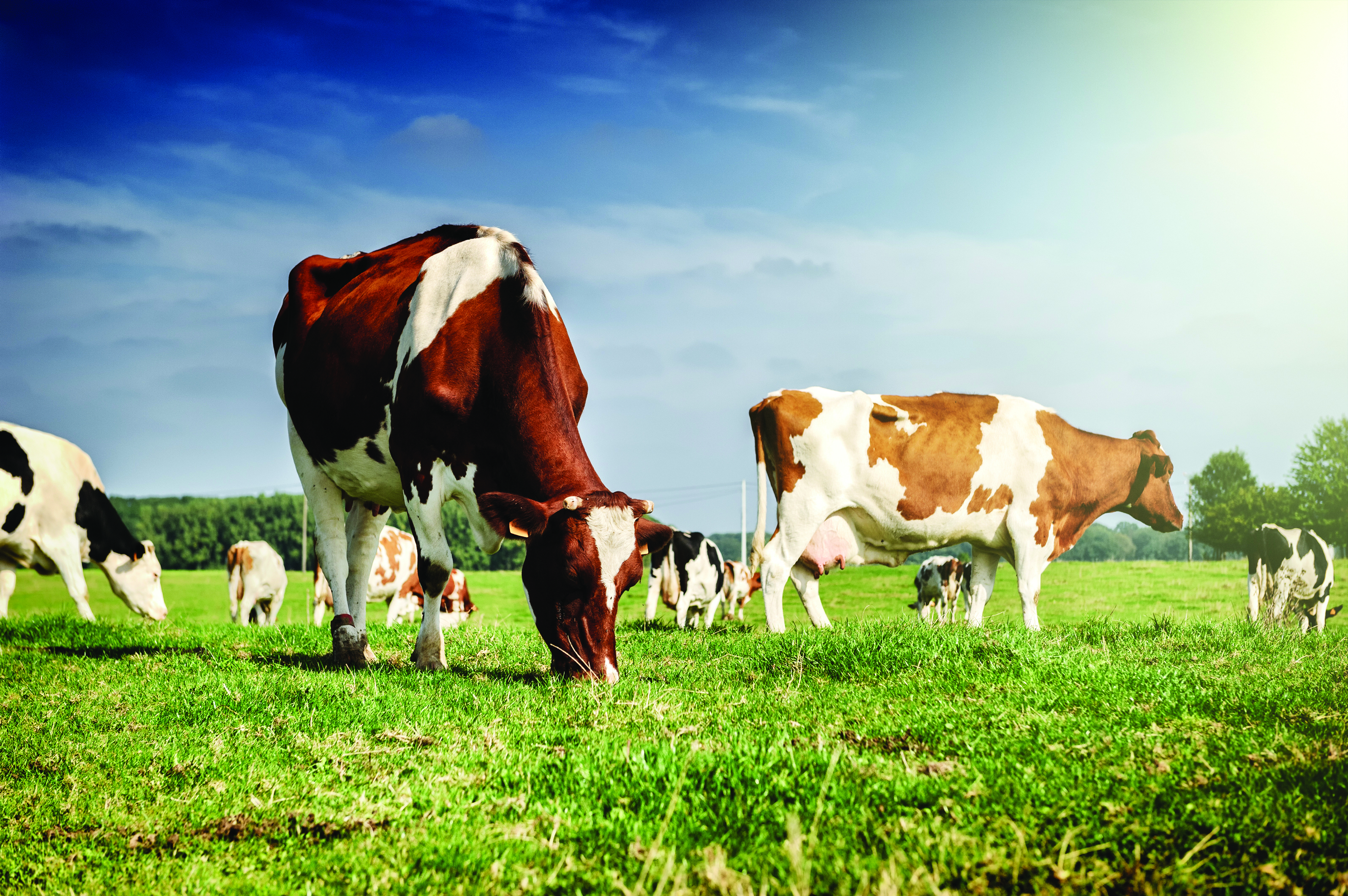 British Dairying Feature March Issue: Body Condition Score