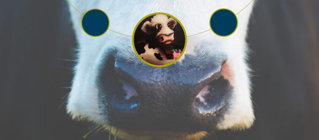 #MegaFertility – A dairy farmers fertility story