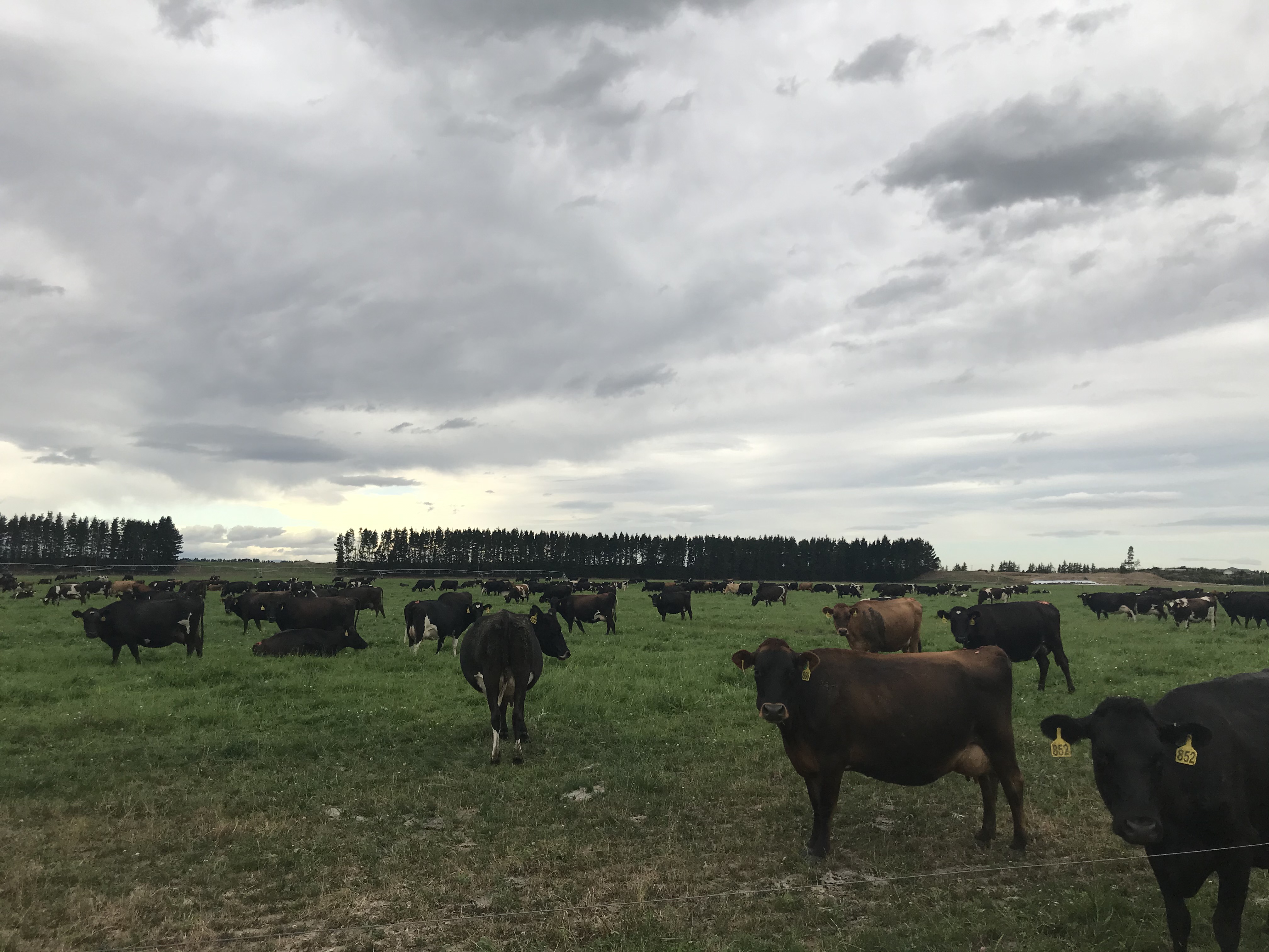 Dairying Down Under What s It Like dairying-down-under-what-s-it-like