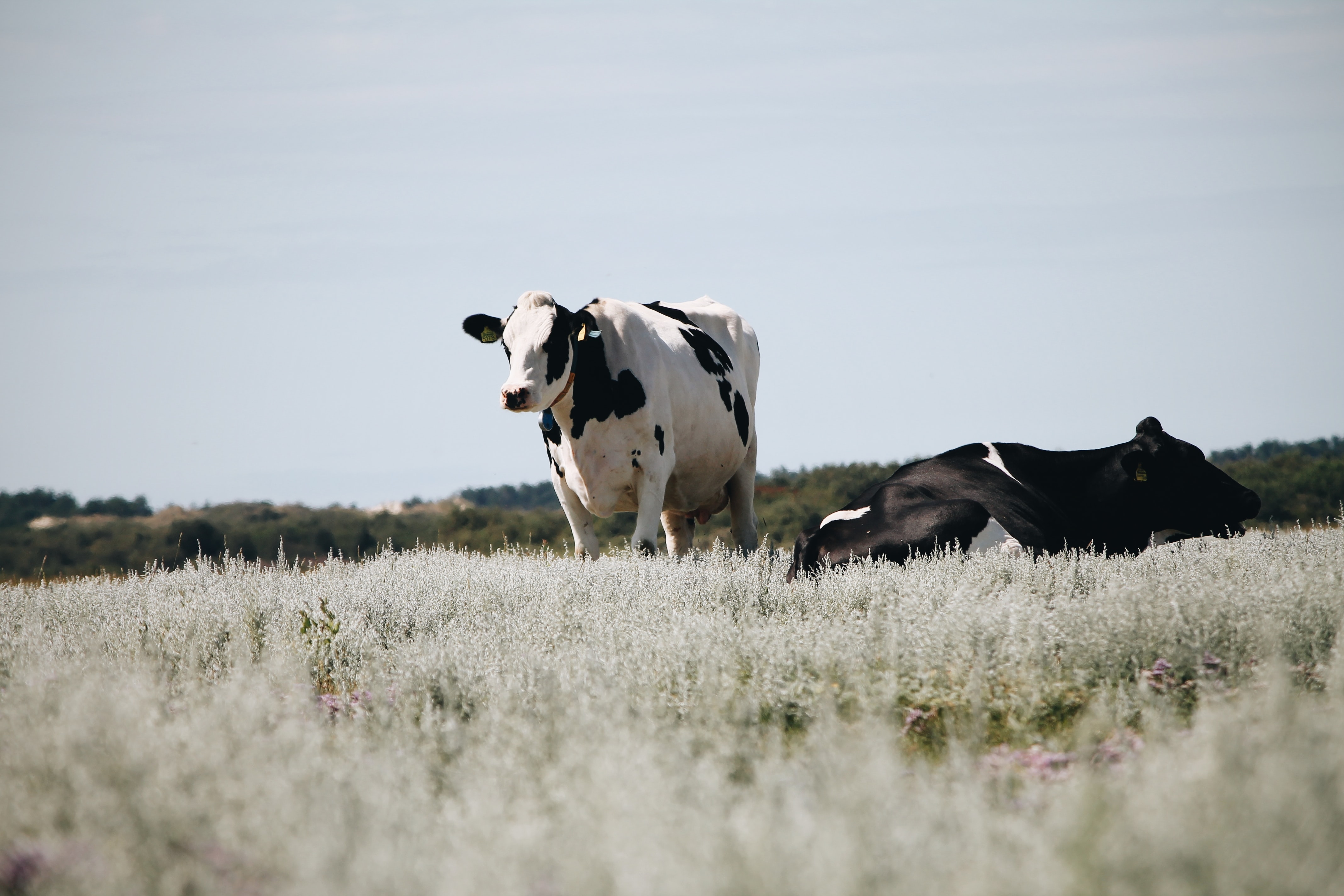 Chill out! - Overcoming heat stress in dairy cows
