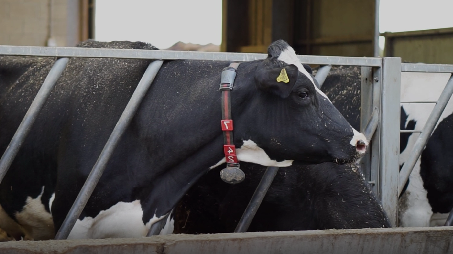 The importance of calculating your feeding fat ROI