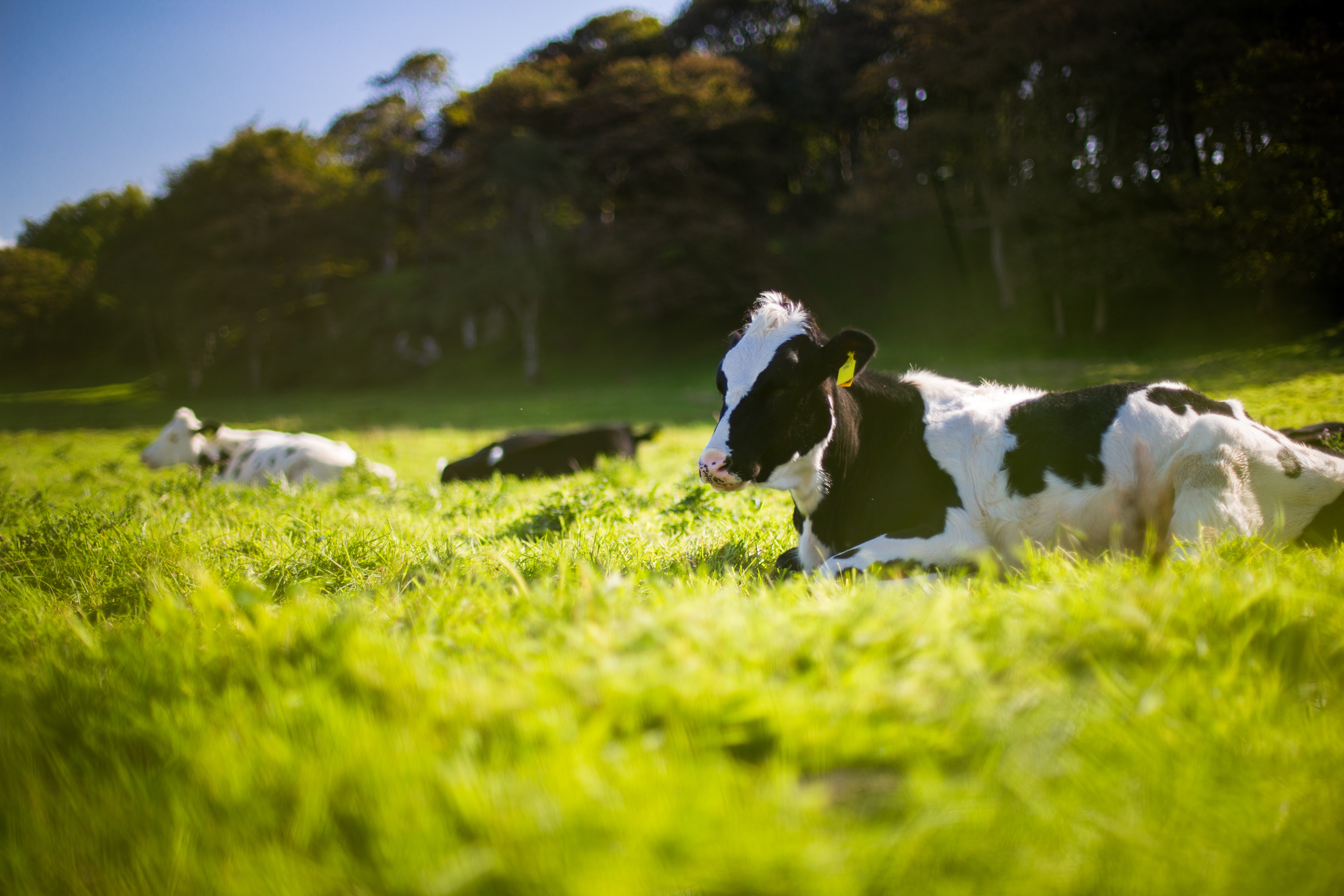 5 ways Megalac can enhance your dairy farming efficiency