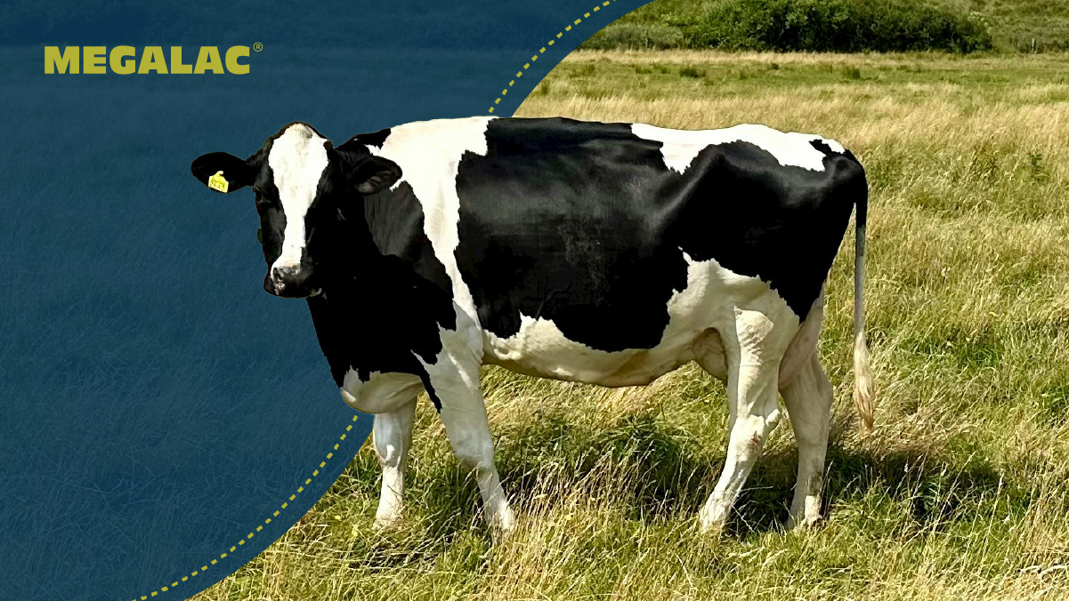 Everything you need to know about body condition scoring dairy cows