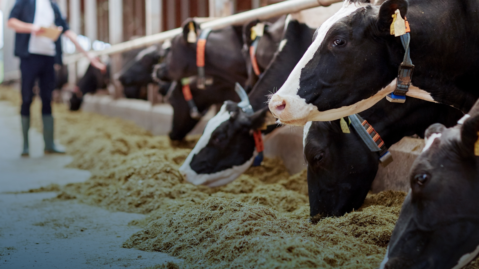 How to maintain a healthy rumen in dairy cows - tips for every season